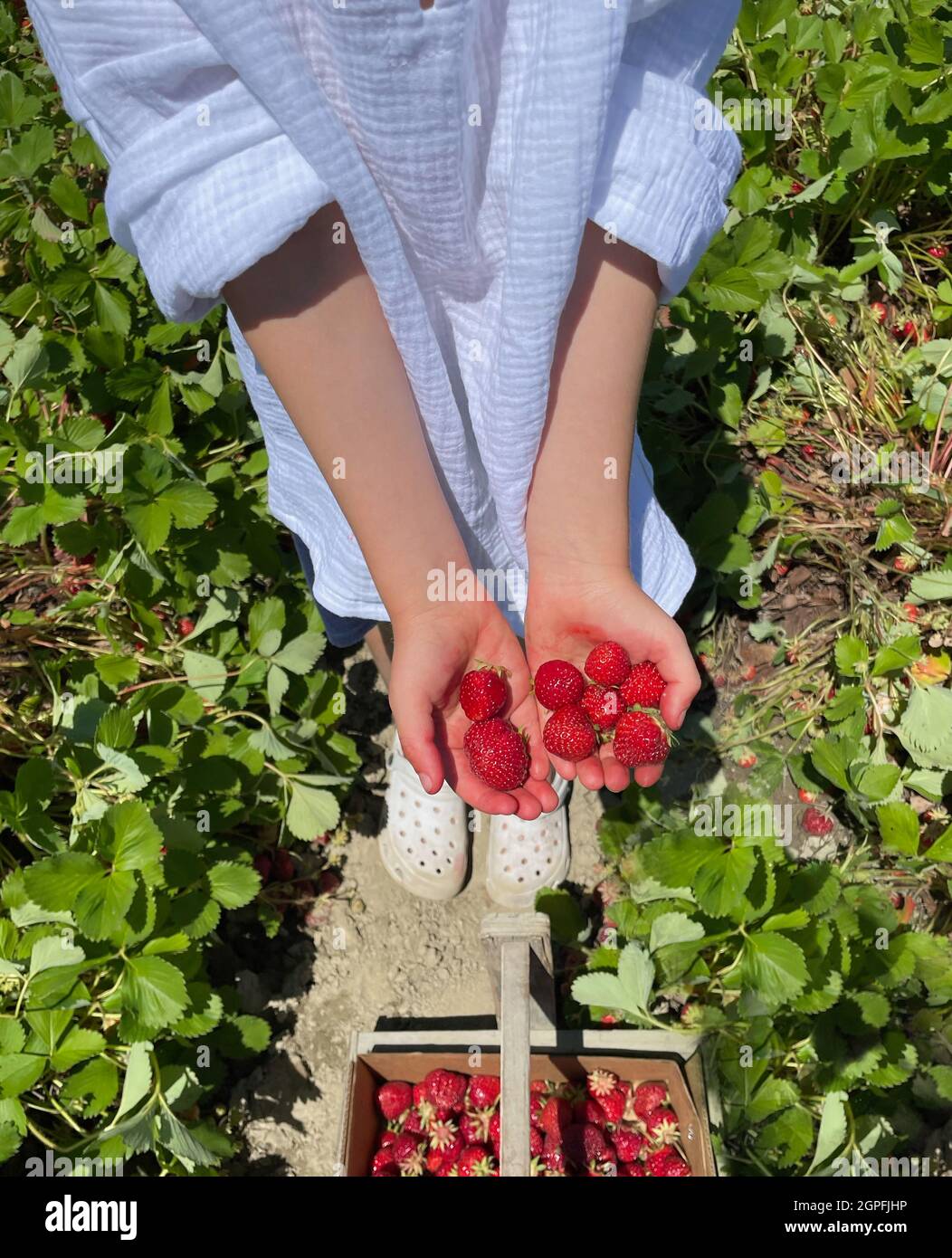 Farmer palms hi-res stock photography and images - Alamy