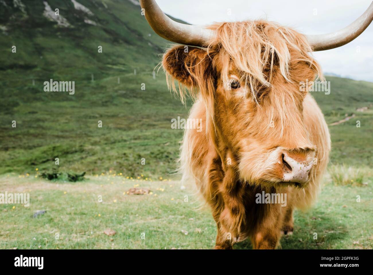 Scottish Highland Cow in a green field in the Isle of Skye Stock Photo ...