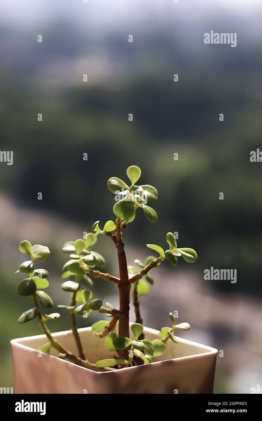 Jade plant feng shui hi-res stock photography and images - Alamy