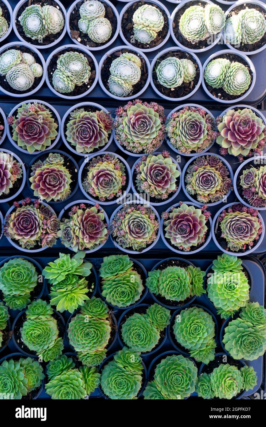 Cacti and succulent plants overhead view background Stock Photo - Alamy