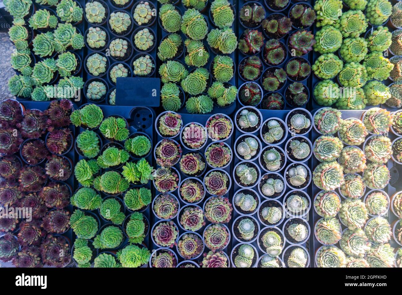 Cacti and succulent plants overhead view background Stock Photo - Alamy