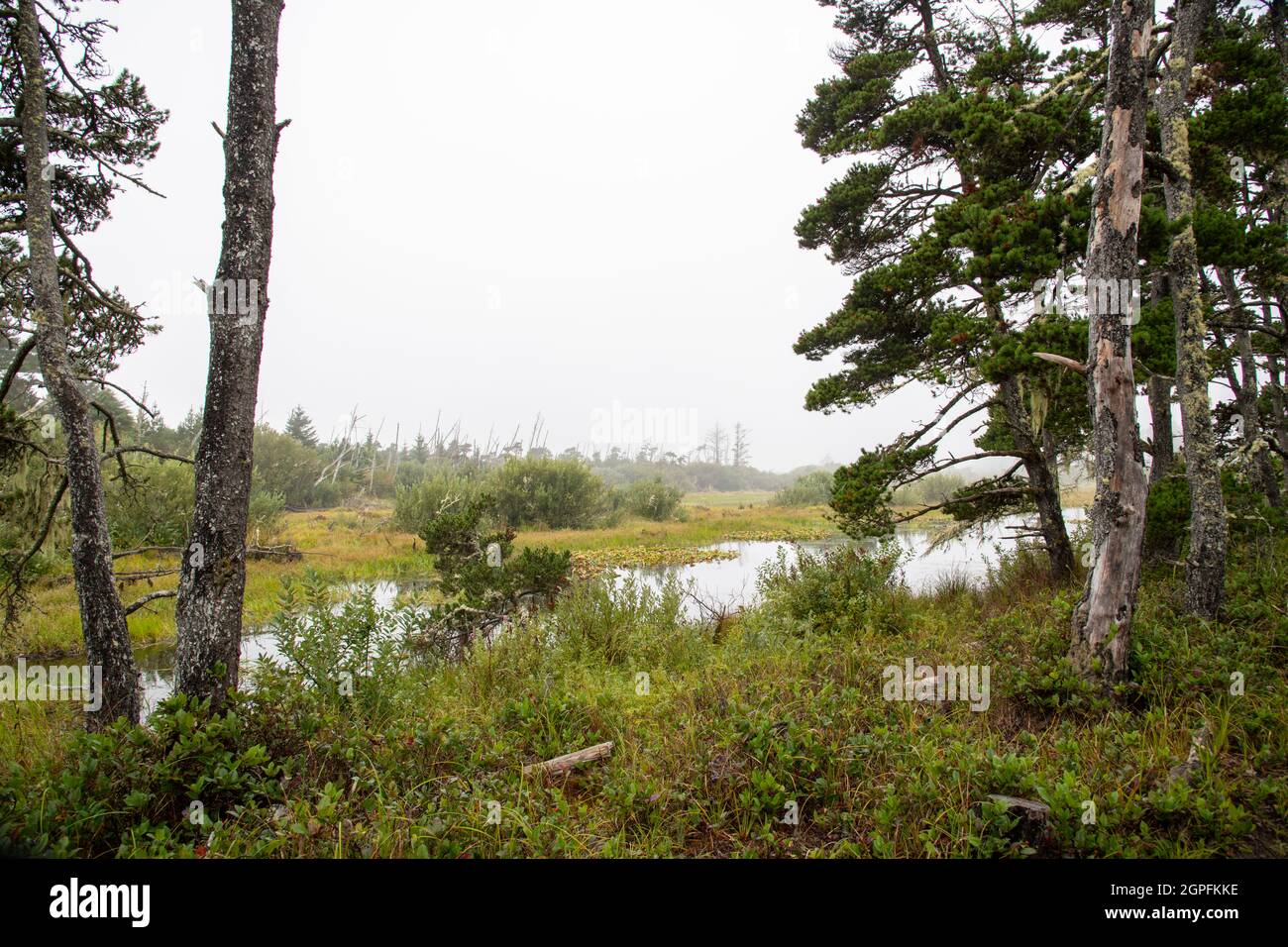 Misty Foggy Morning River Walking Path Seaside Oregon Landscape Stock ...