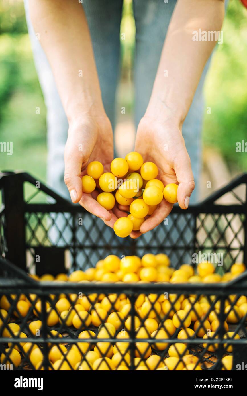 Woman picking mini yellow plums Stock Photo - Alamy
