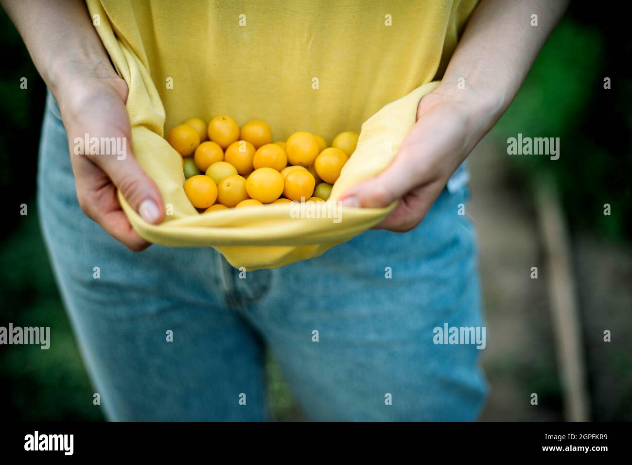 Woman picking mini yellow plums Stock Photo - Alamy