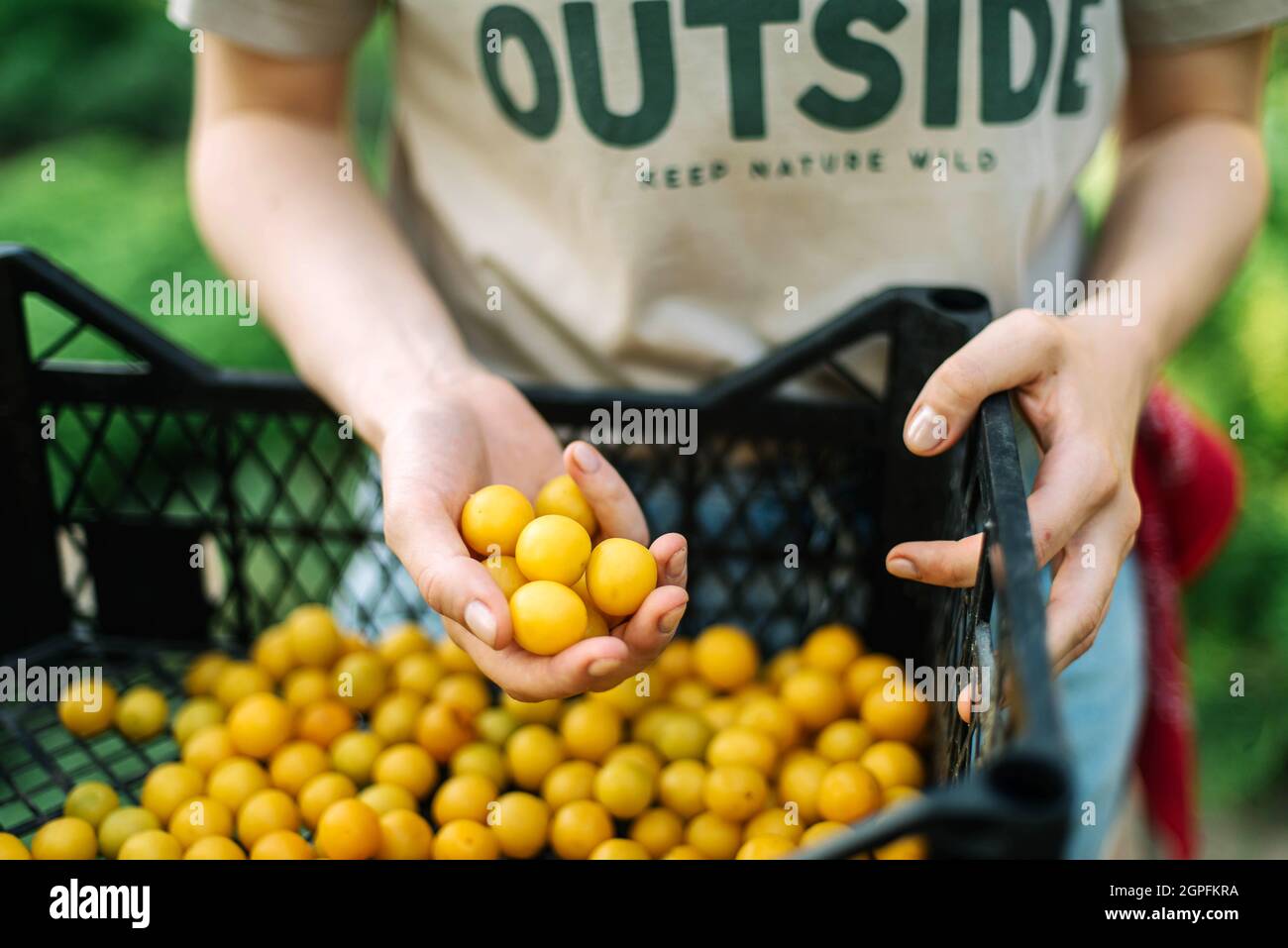 Woman picking mini yellow plums Stock Photo - Alamy