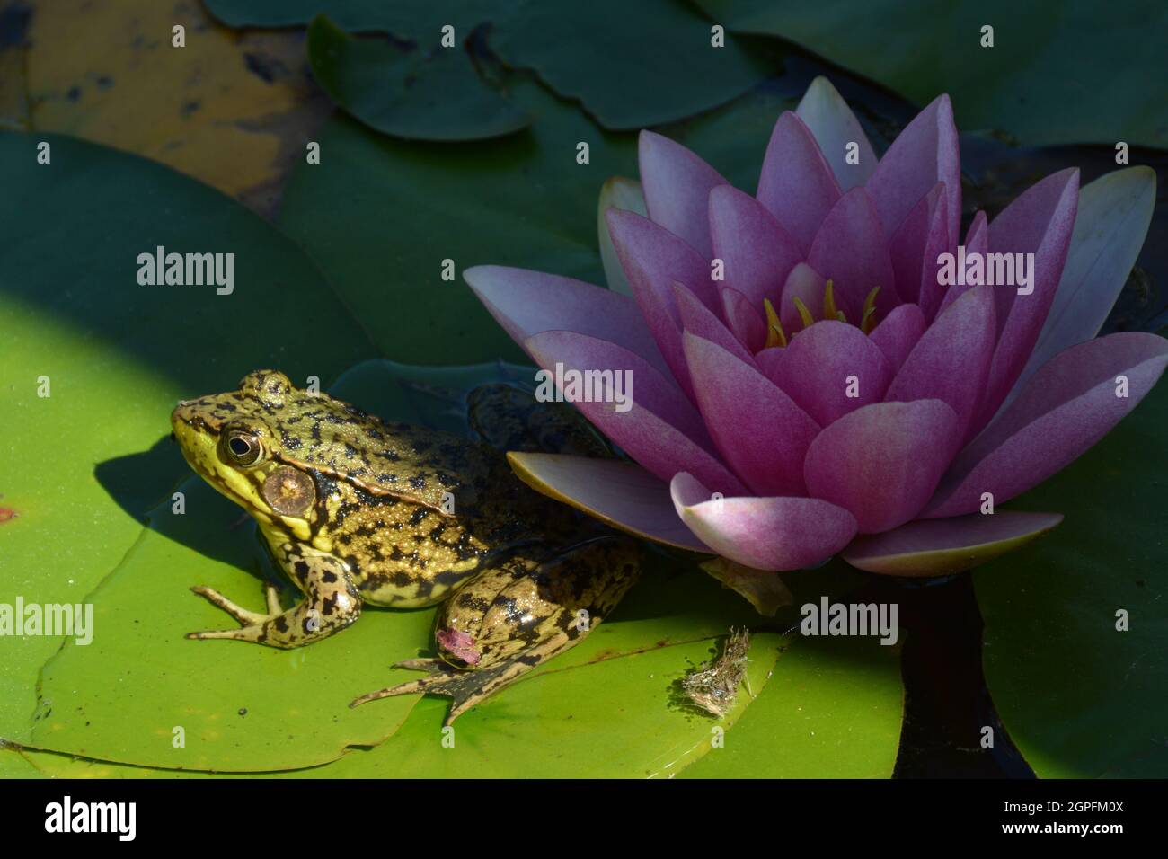 Cute little frog hi-res stock photography and images - Alamy
