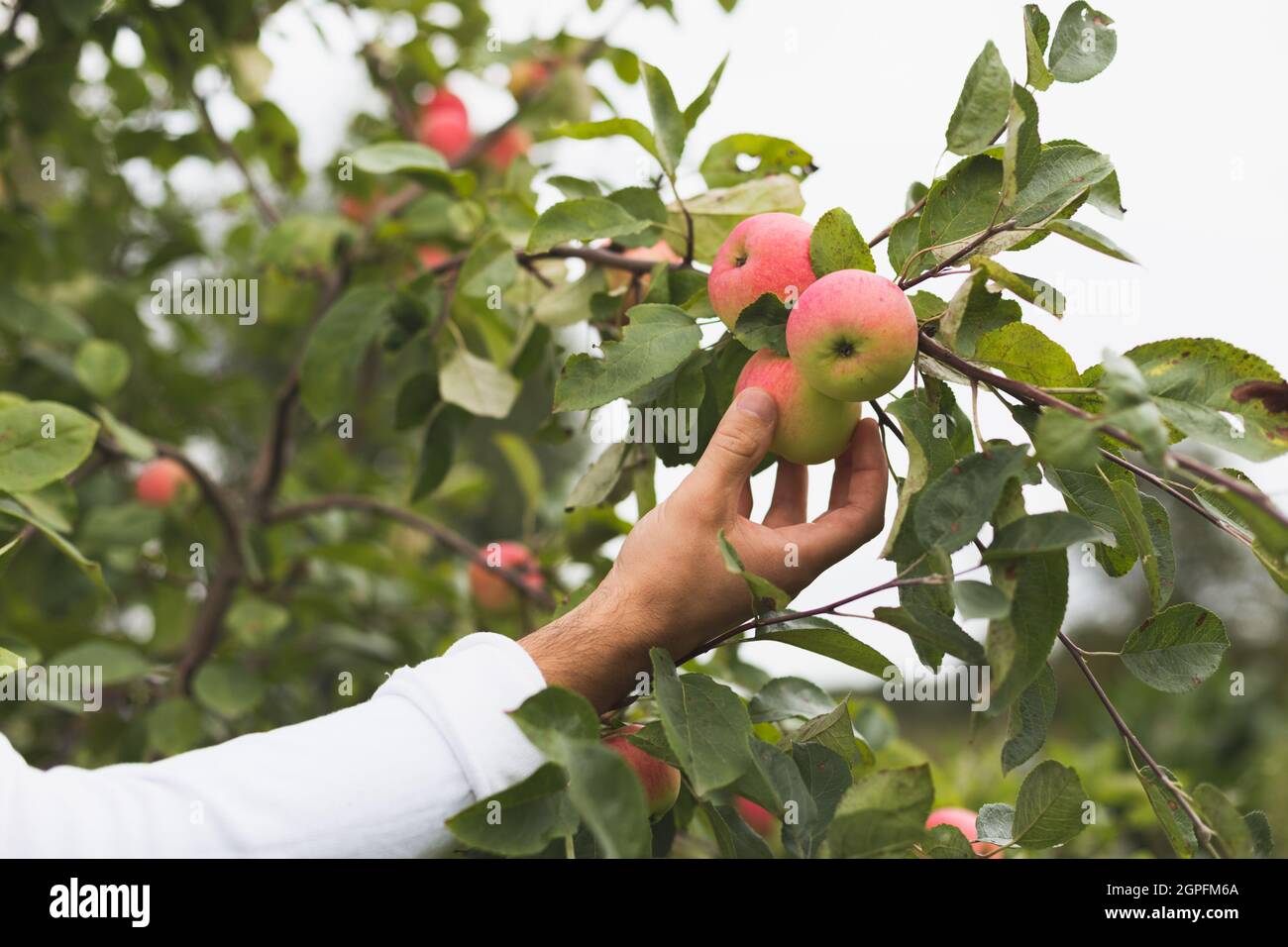 Hand picking an apple hi-res stock photography and images - Alamy
