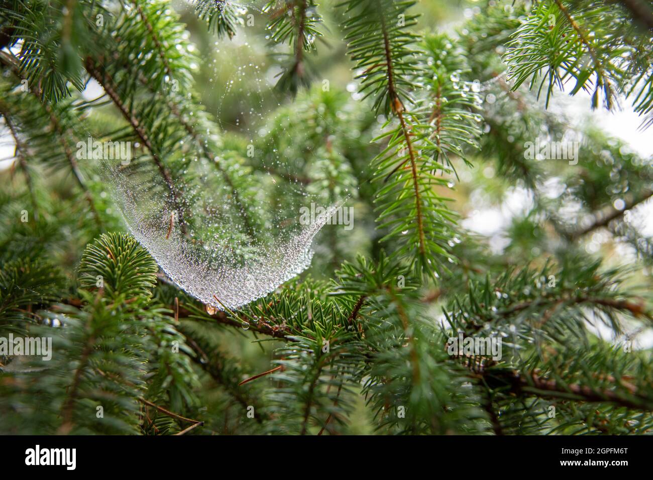 Spiderweb in tree hi-res stock photography and images - Alamy