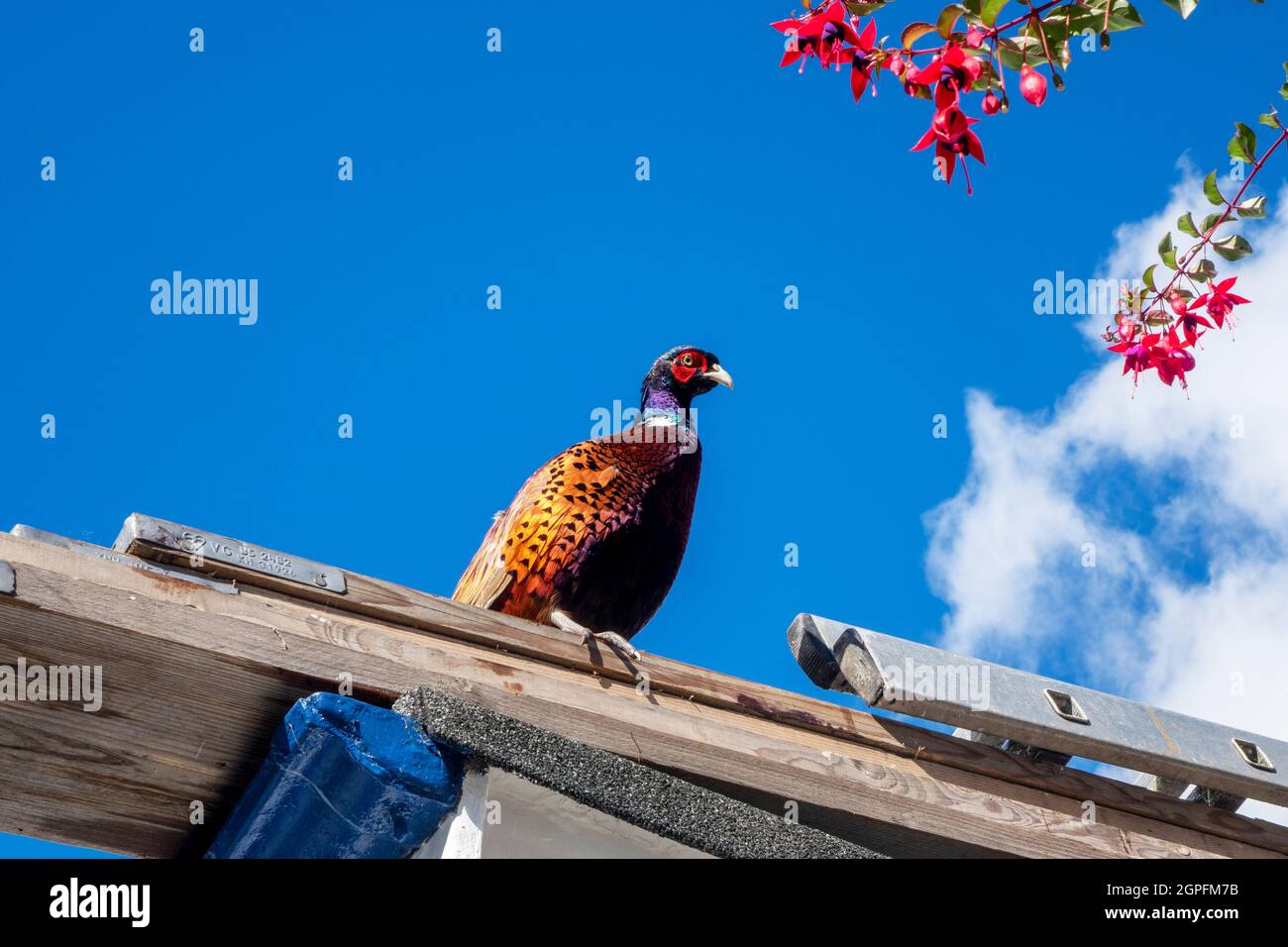 Pheasant on house roof hi-res stock photography and images - Alamy