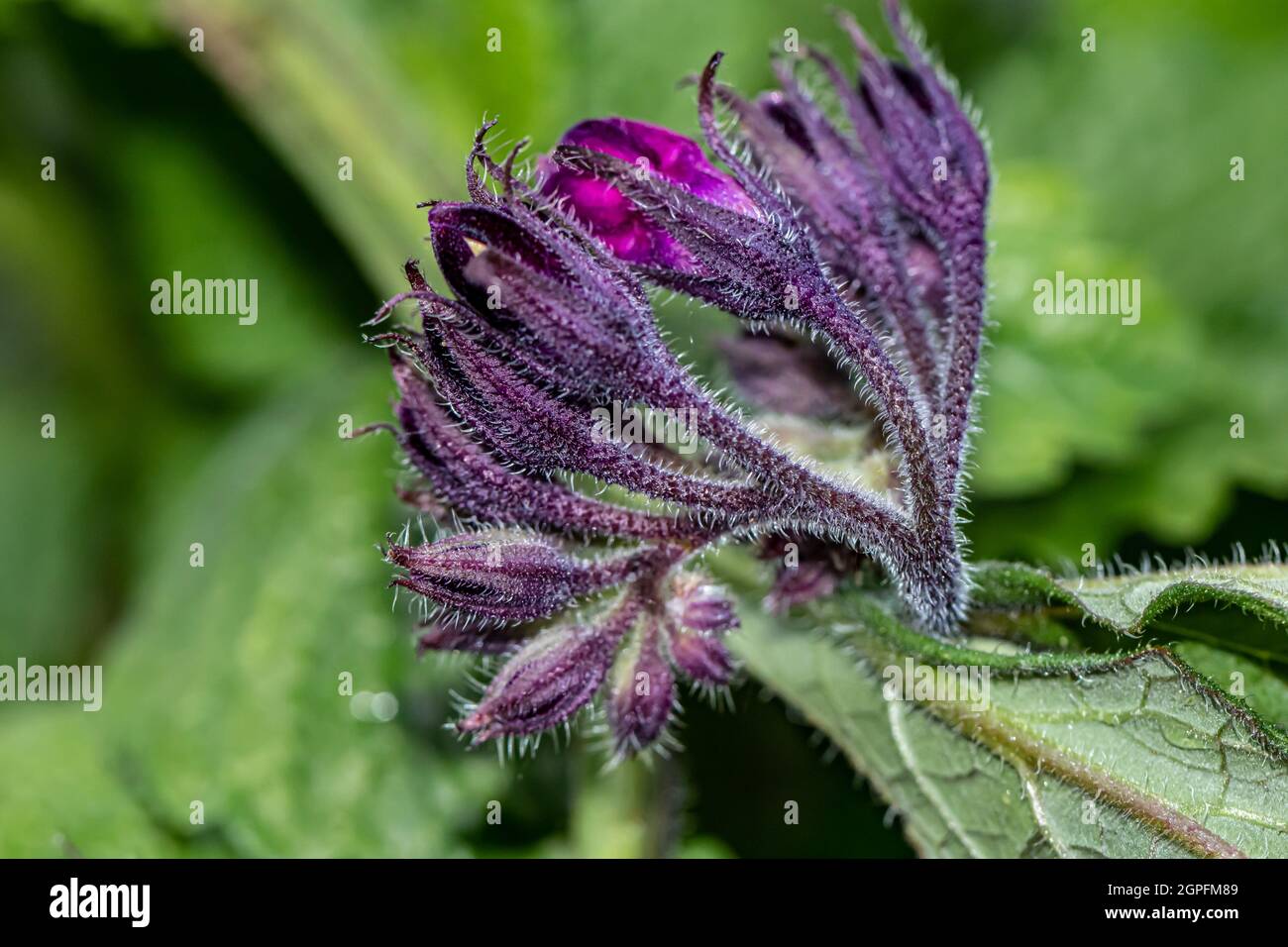 Symphytum officinale flower in field Stock Photo - Alamy
