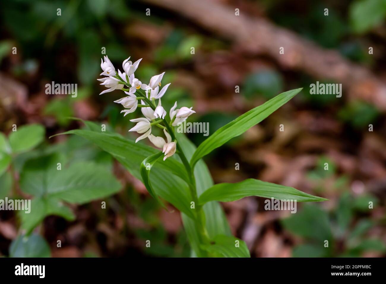 Cephalanthera longifolia flower growing in the field Stock Photo - Alamy