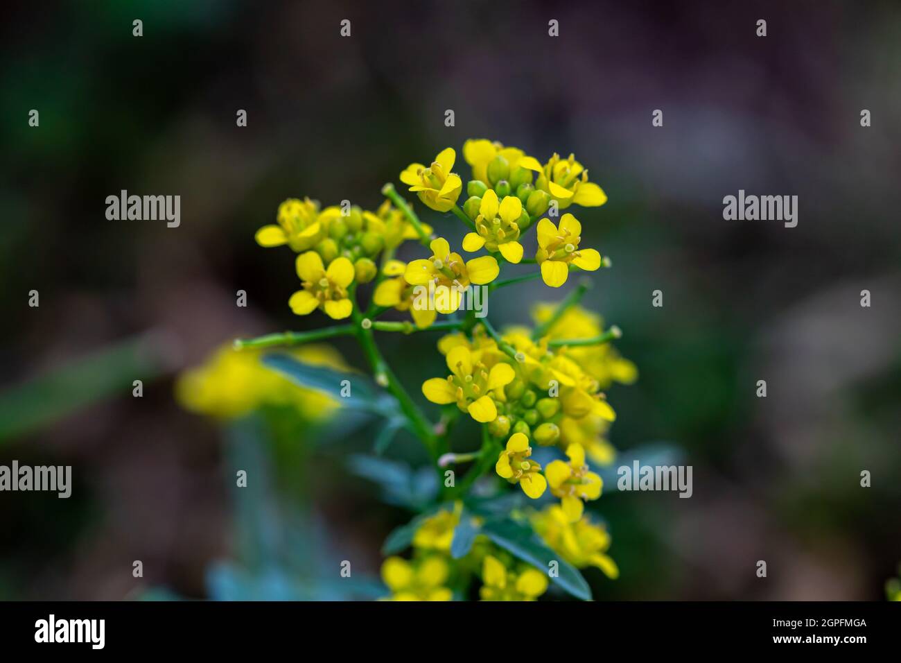 Rorippa amphibia flower in field, close up Stock Photo - Alamy