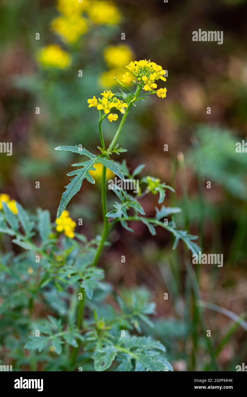 Rorippa amphibia hi-res stock photography and images - Alamy