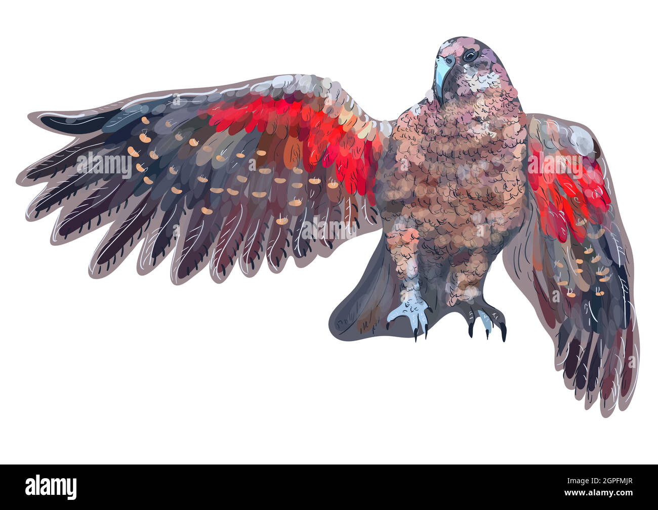 Kea wildlife bird Stock Vector Images - Alamy