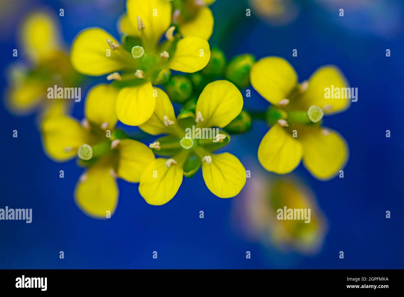Rorippa amphibia flower growing in field, close up Stock Photo - Alamy