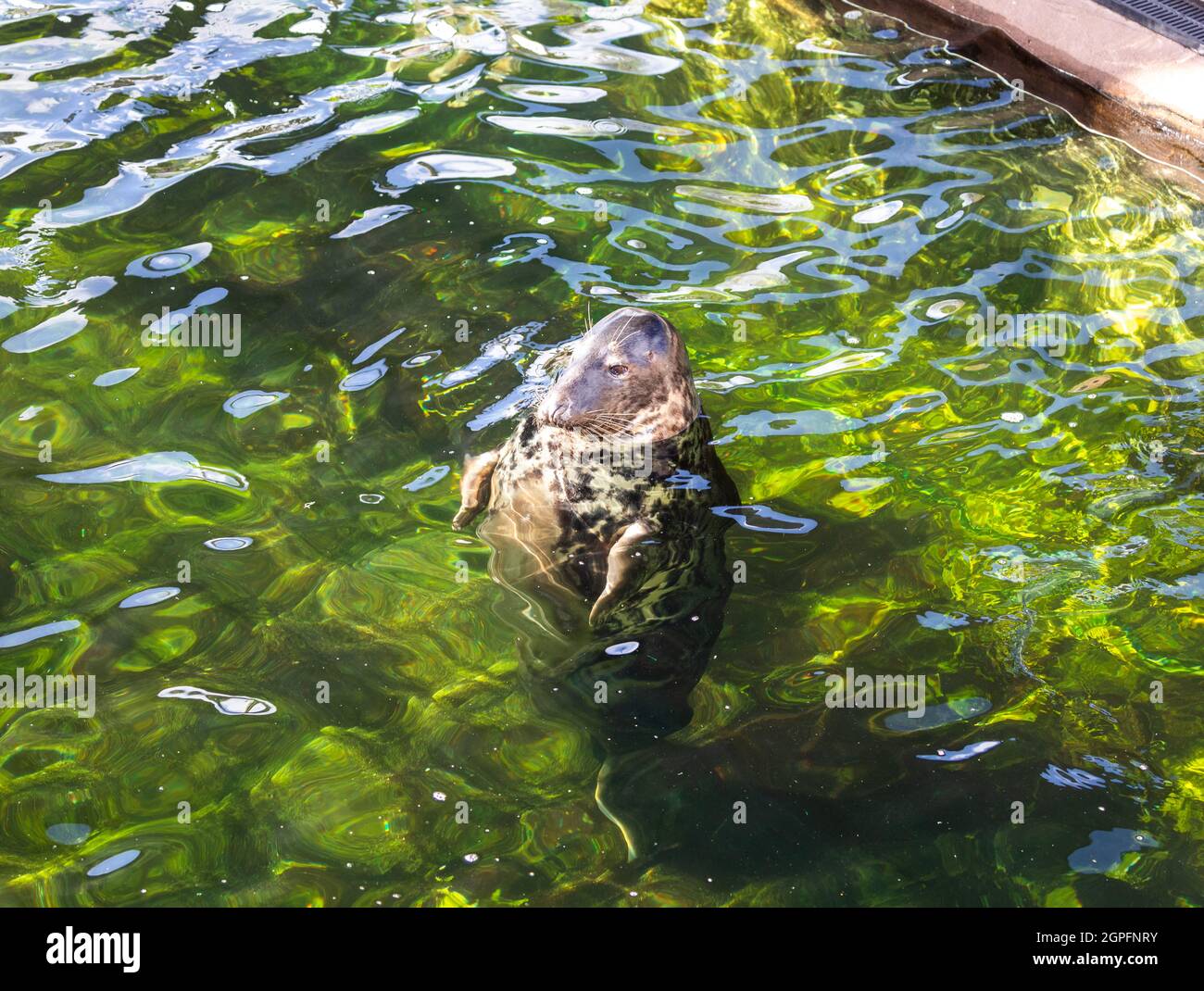 Seal swimming in cornish sea hi-res stock photography and images - Alamy
