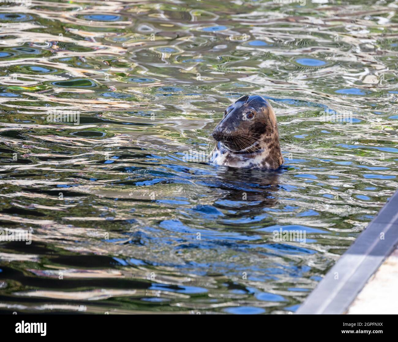 Gweek,Cornwall,29th September 2021,Visitors enjoyed the glorious ...