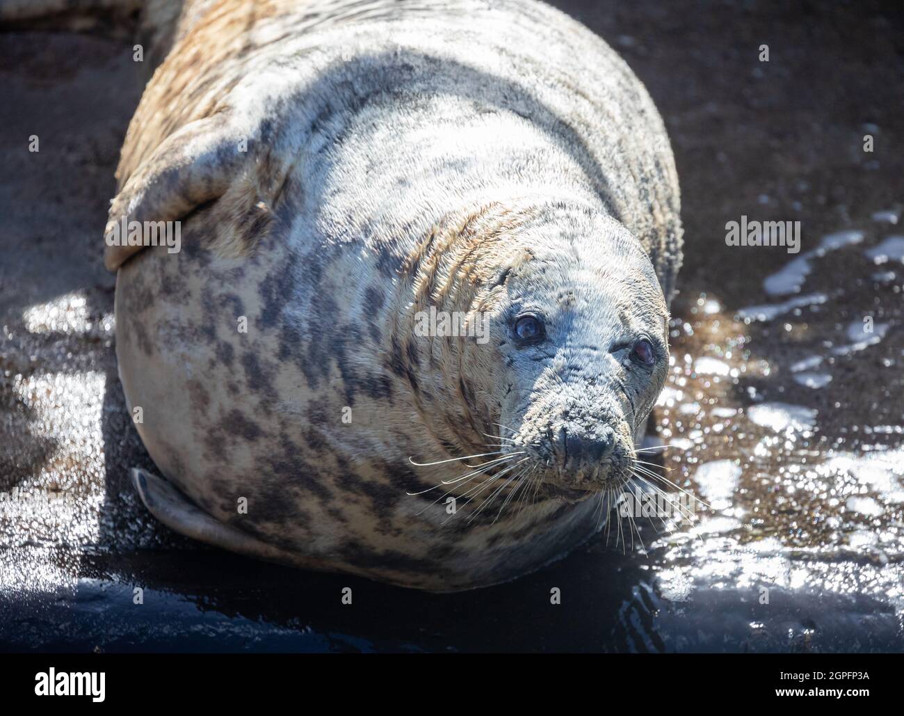 Gweek,Cornwall,29th September 2021,Visitors enjoyed the glorious ...