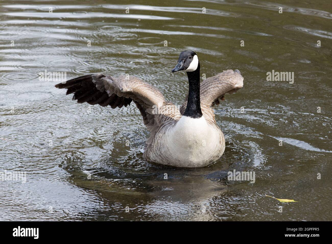 Canada Goose on water Stock Photo - Alamy