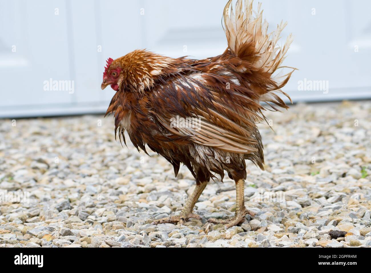 Wet chicken wings hi-res stock photography and images - Alamy