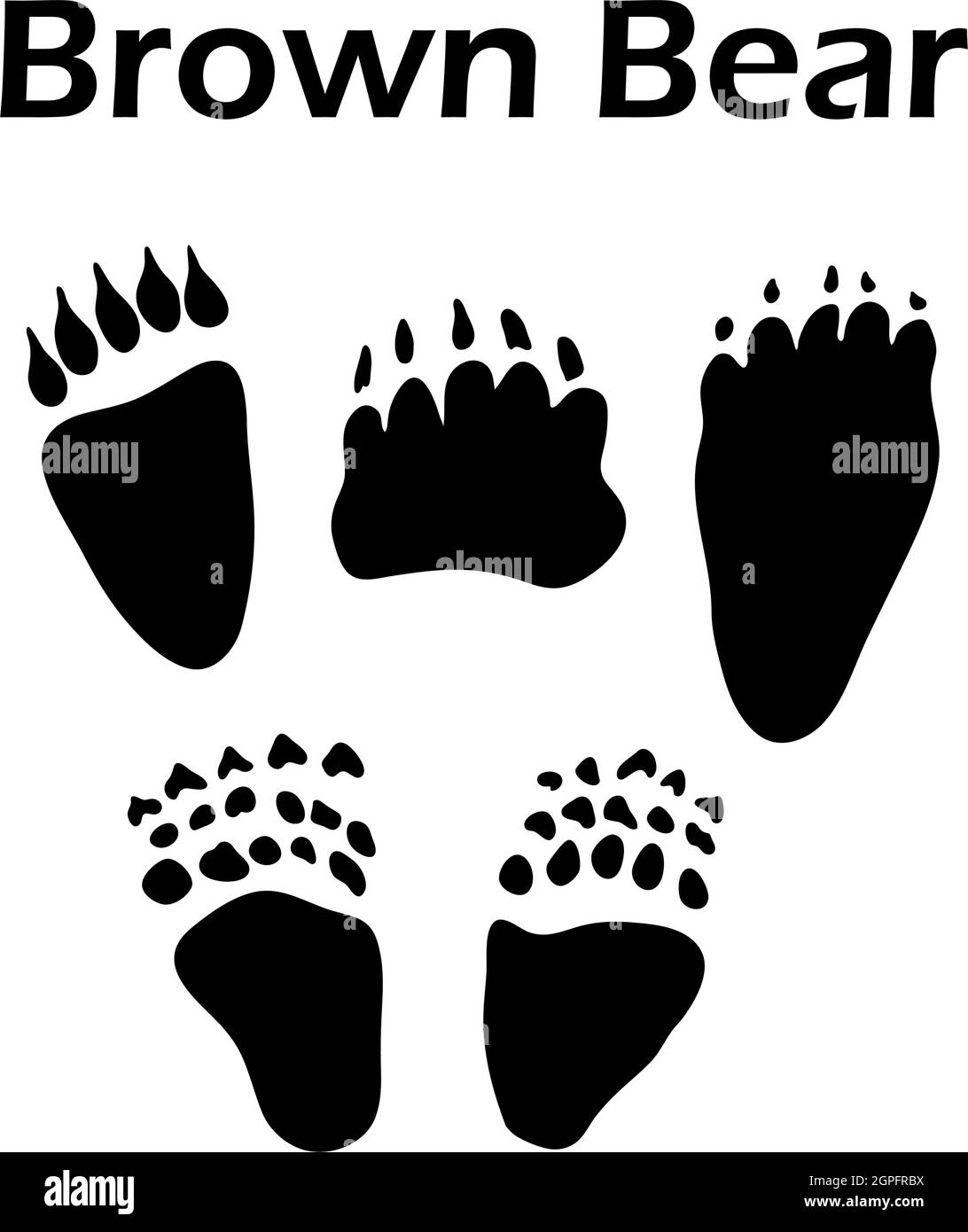 Brown Bear Footprint Stock Vector Image & Art - Alamy
