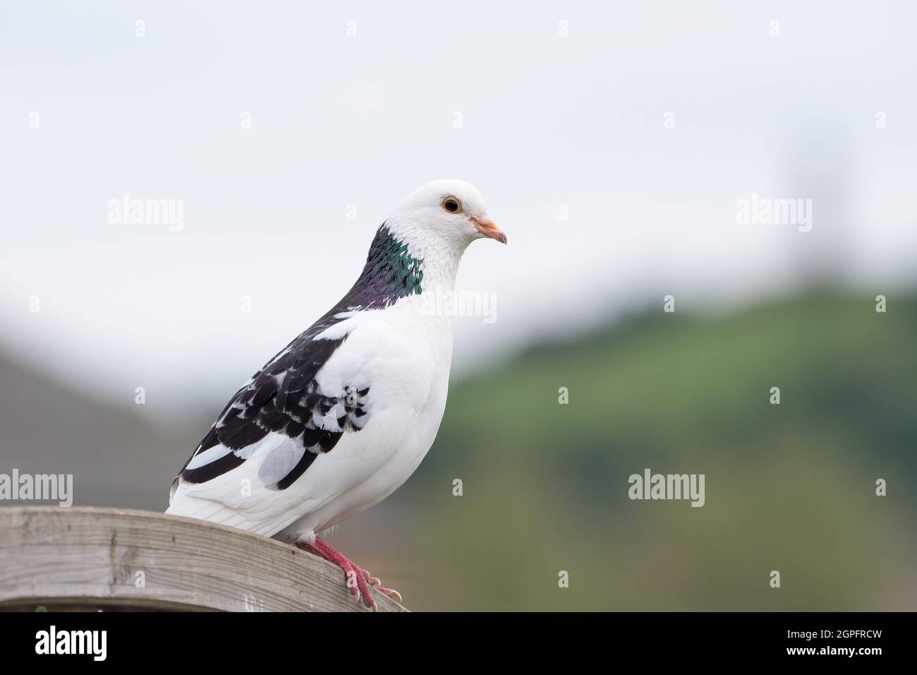 Single Roller Pigeon Stock Photo - Alamy