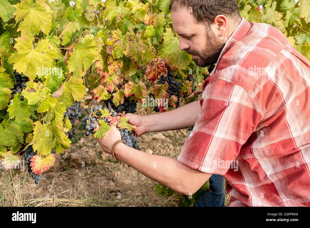 Grapes field person hi-res stock photography and images - Alamy
