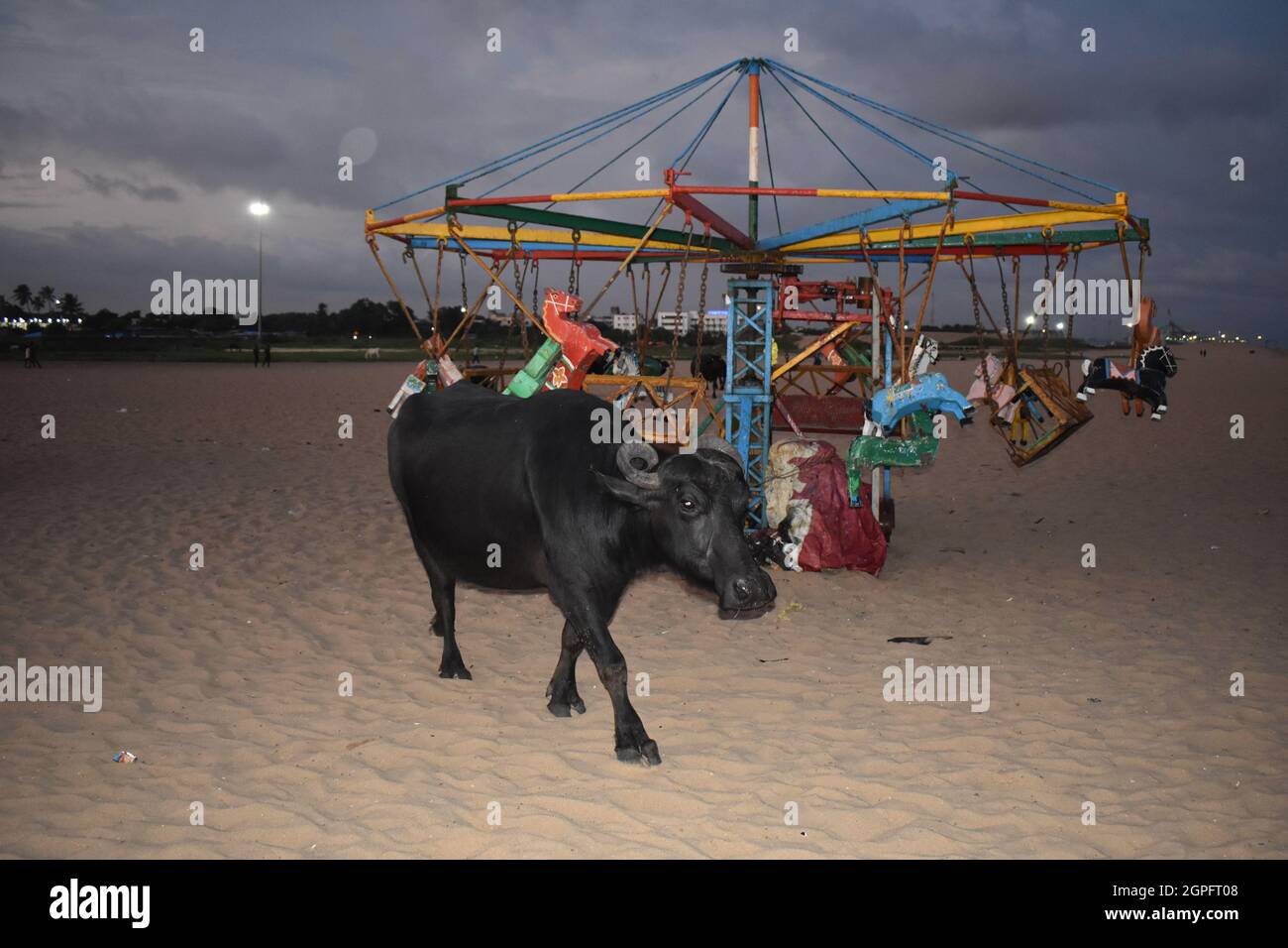 Buffalo photos hi-res stock photography and images - Alamy