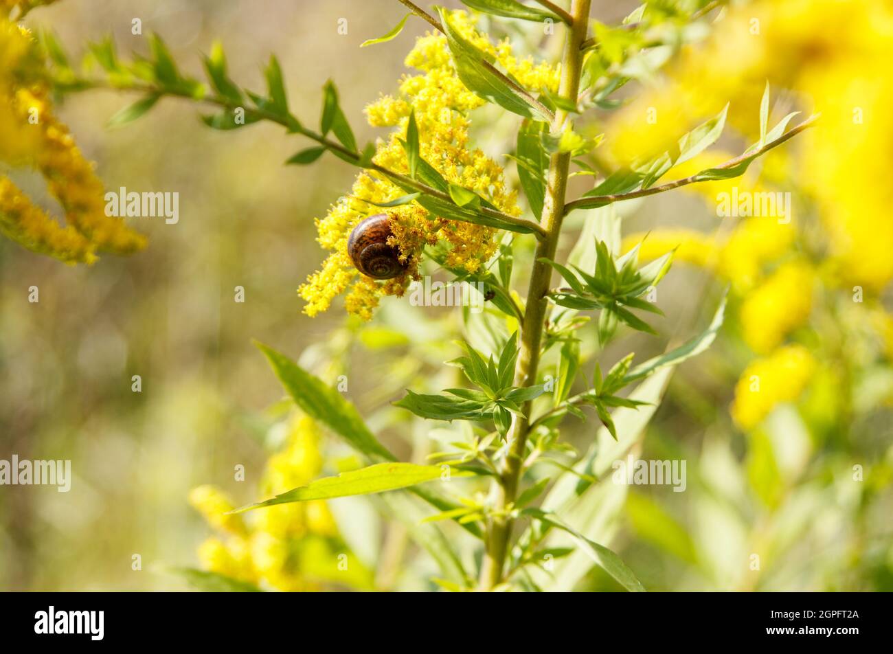 Goldenrod field hi-res stock photography and images - Alamy