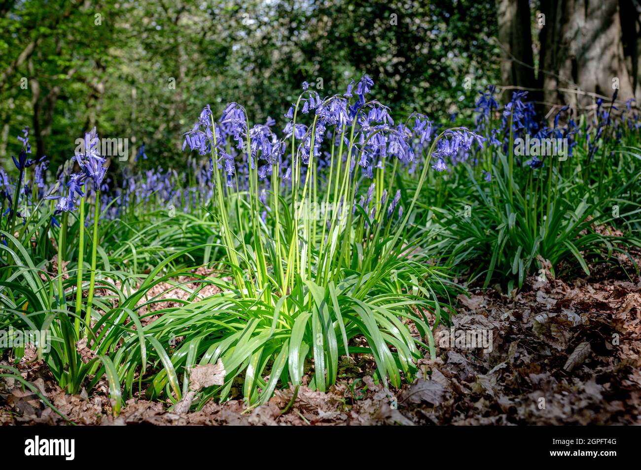 Light and shade blue bell flowers in spring Stock Photo - Alamy