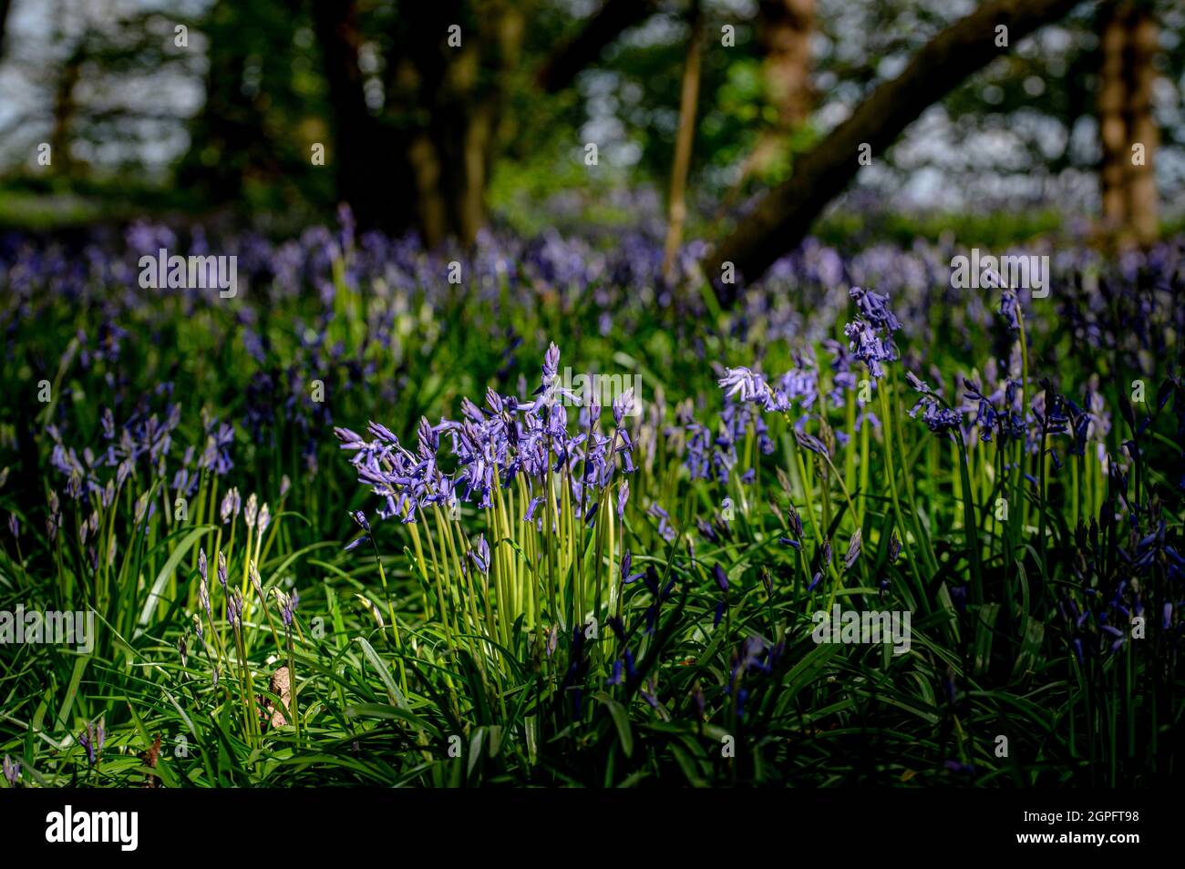 Light and shade blue bell flowers in spring Stock Photo - Alamy