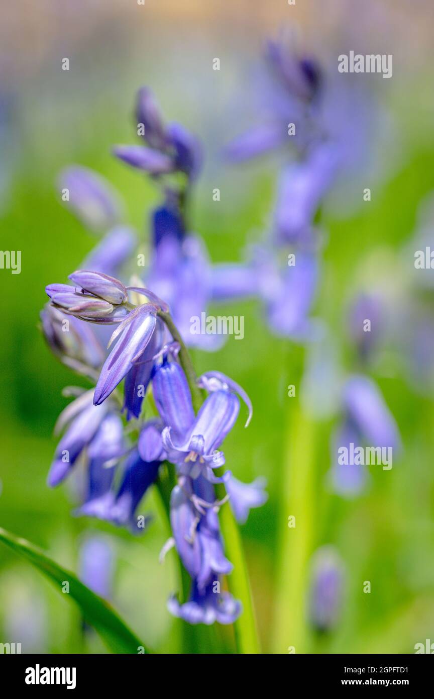 Blue bell flowers in spring Stock Photo - Alamy