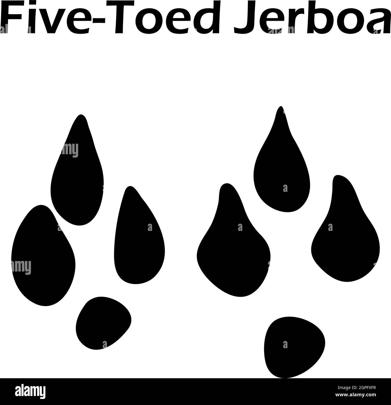 Five toed animal track Stock Vector Images - Alamy