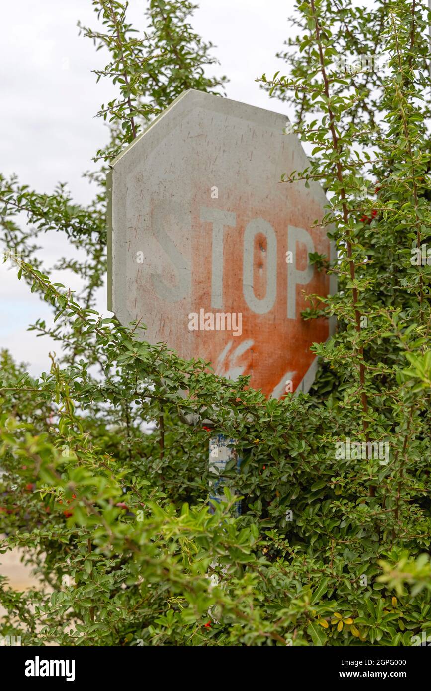Obscure Traffic Sign Stop Covered With Bush Shrubs Stock Photo - Alamy