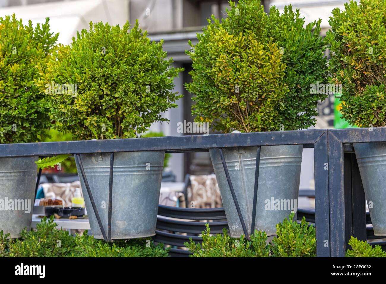 Small Green Bush Plants in Metal Buckets at Fence Stock Photo - Alamy