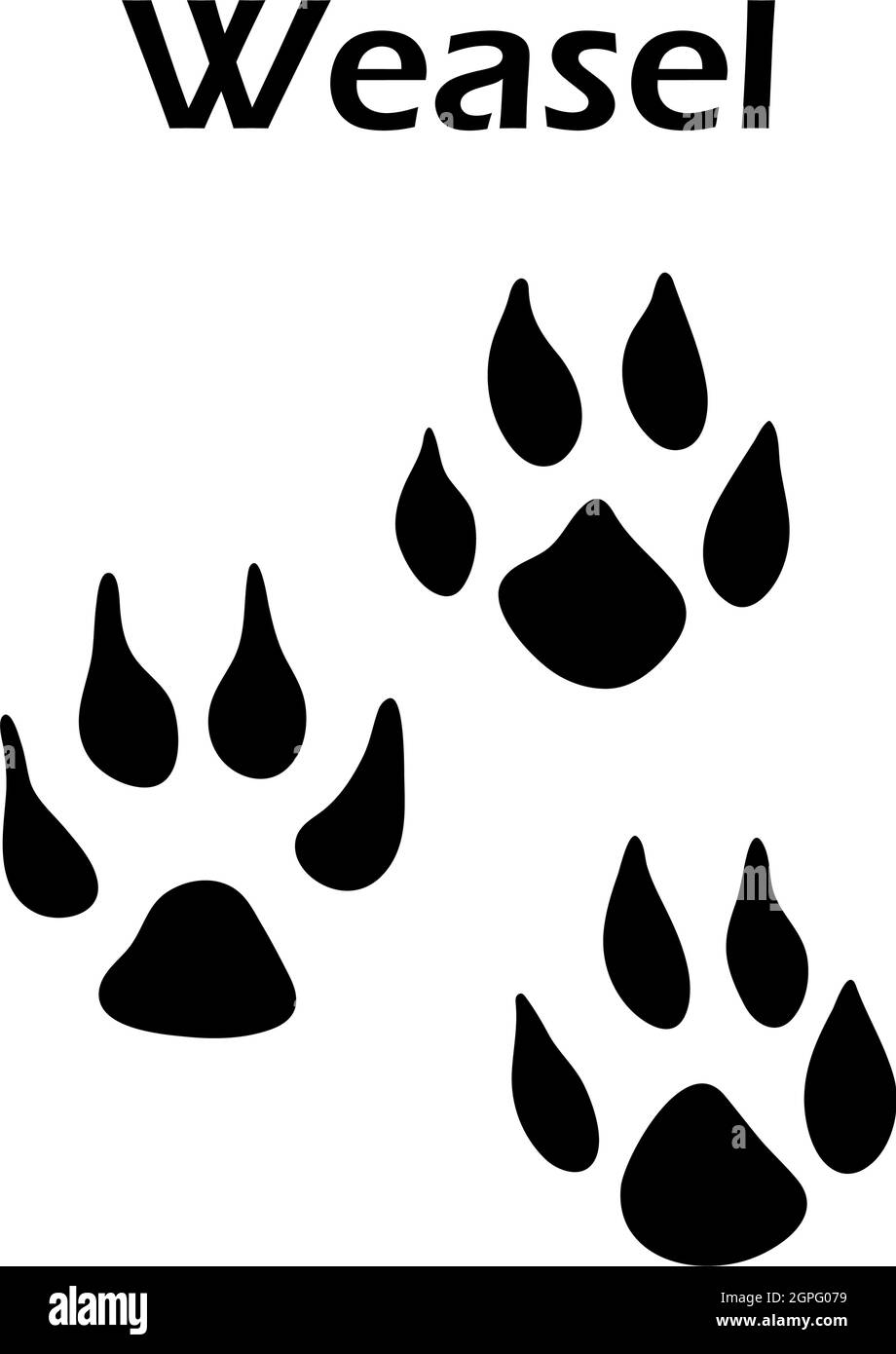 Weasel Cartoon Black and White Stock Photos & Images - Alamy