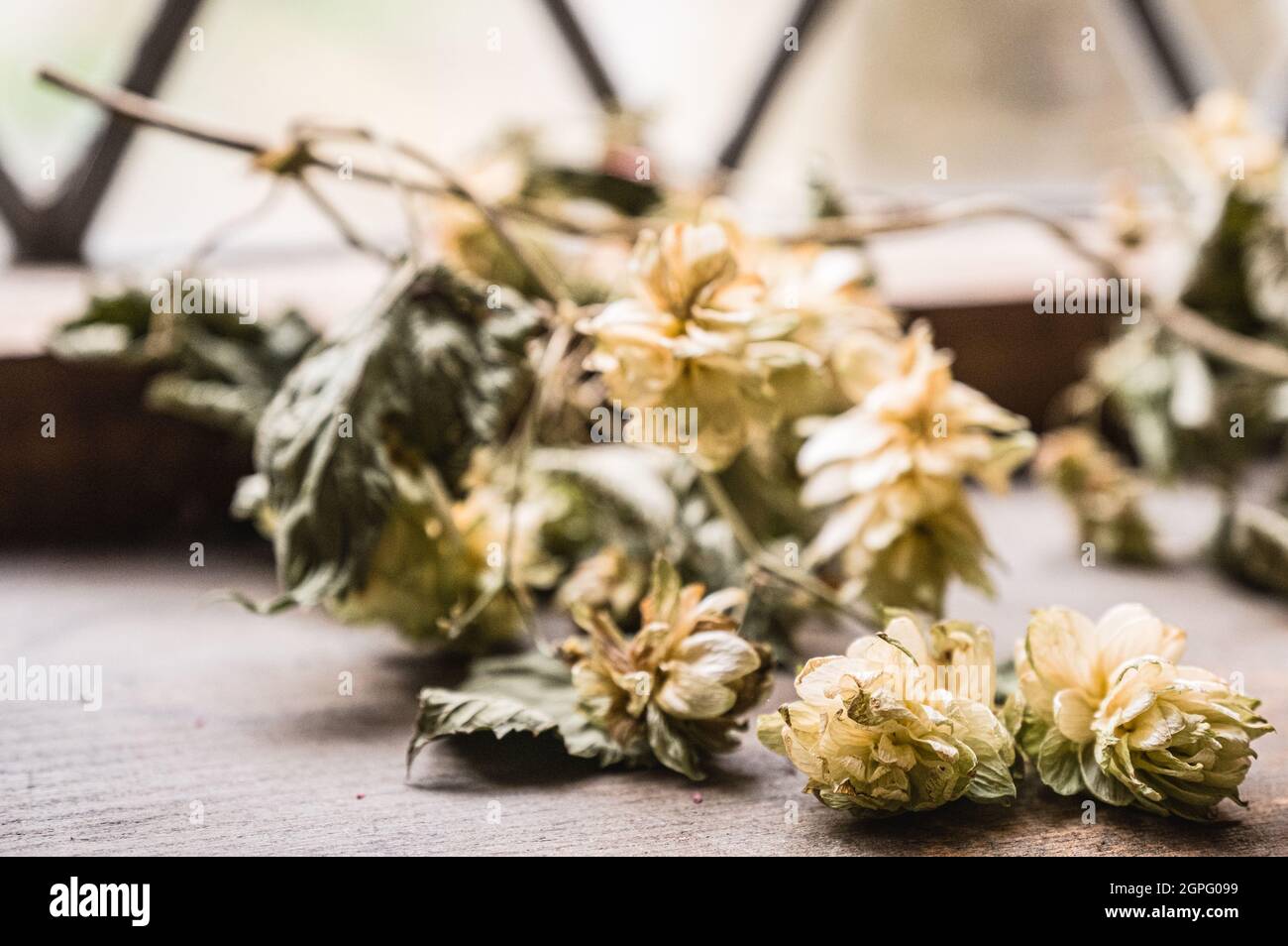Dried hops on a leaded glass windowsill in an English Manor House Stock ...