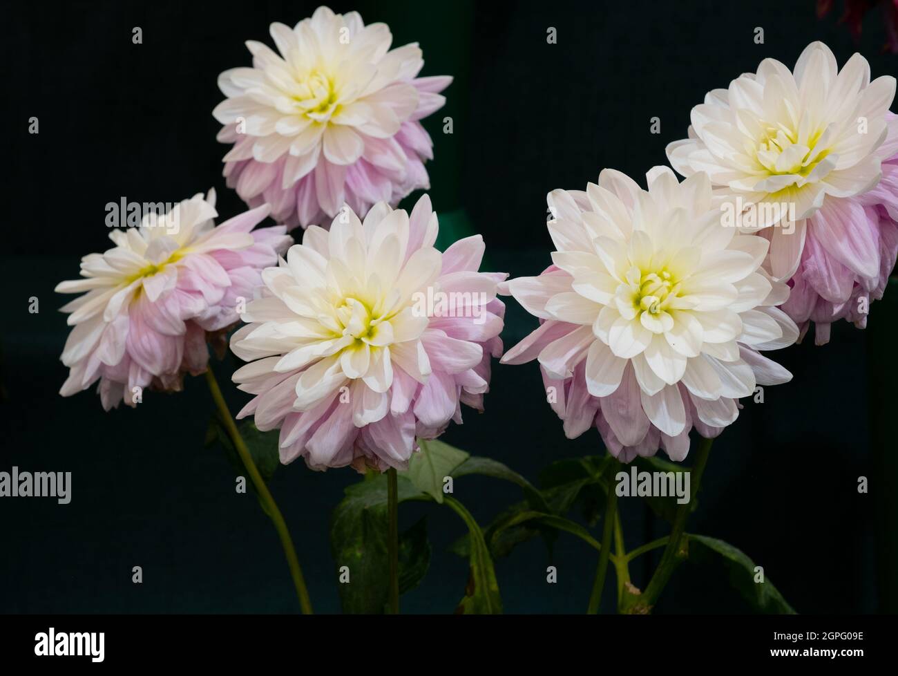 Flowers at the RHS Wisley flower show Stock Photo - Alamy