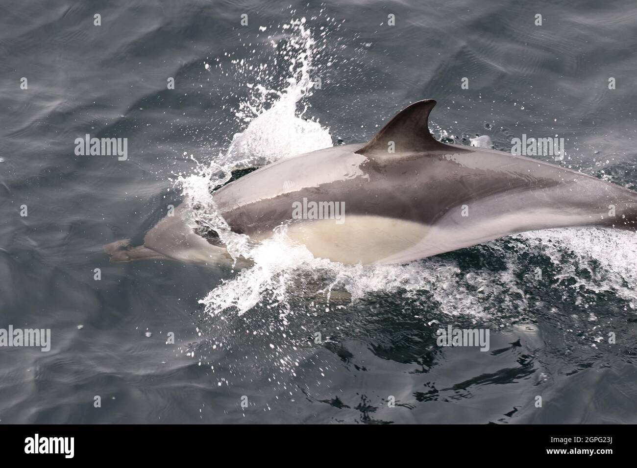 Sequence 7 of Common dolphin leaping in UK waters Stock Photo - Alamy