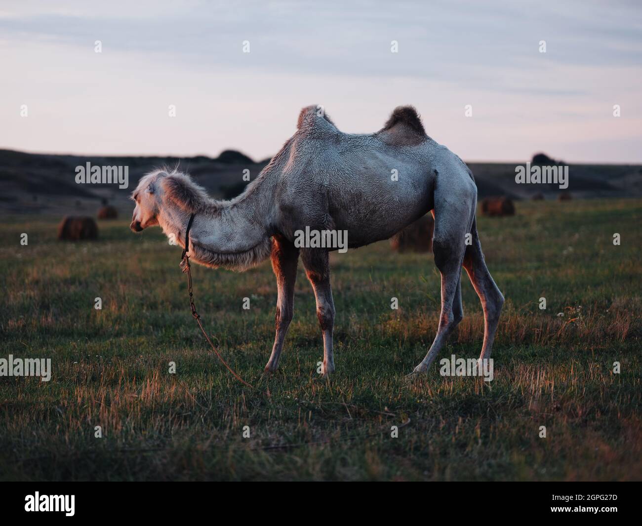 Camel in the field eating grass landscape animal Stock Photo - Alamy