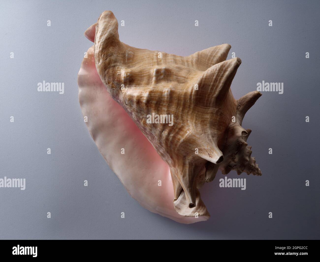 Sea conch hi-res stock photography and images - Alamy