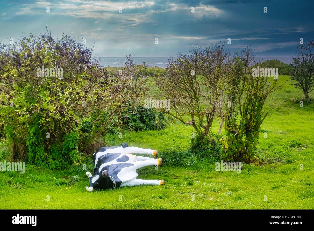 Plastic cow fallen in a storm, Hjerting Esbjerg, Denmark Stock Photo ...