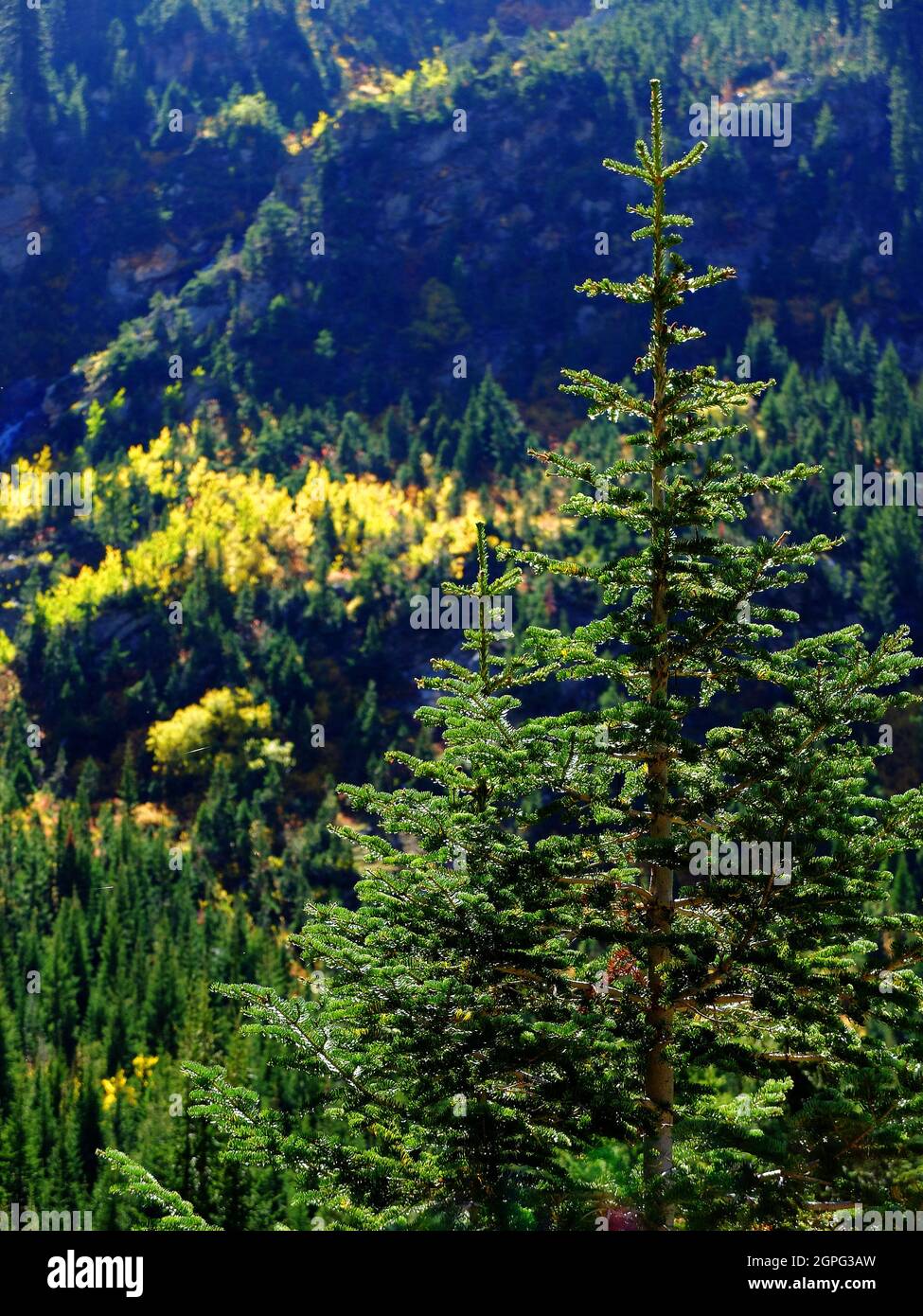 Several small pine trees on mountainside forest with lone isolated tree ...