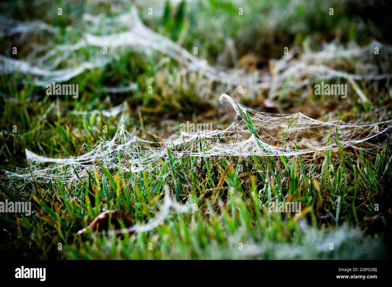 Spider webs caught on grass hi-res stock photography and images - Alamy