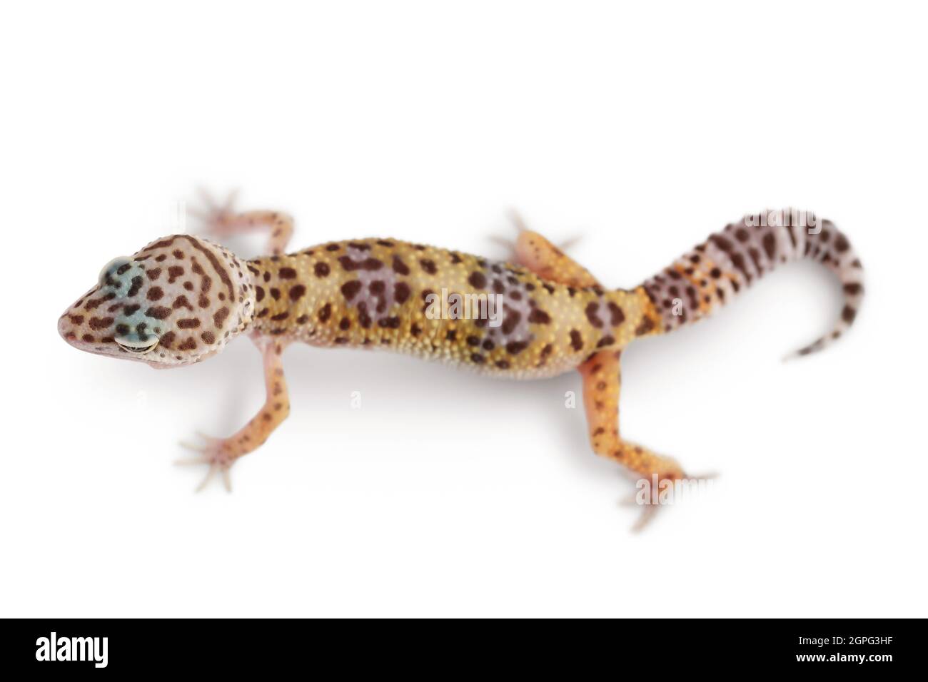 Leopard gecko or Eublepharis macularius isolated on white background ...