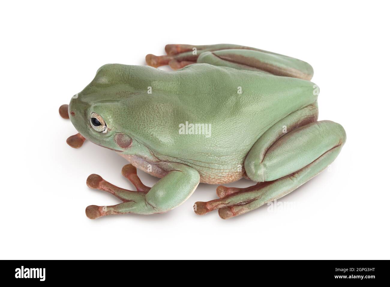The Australian green tree frog isolated on white background with ...