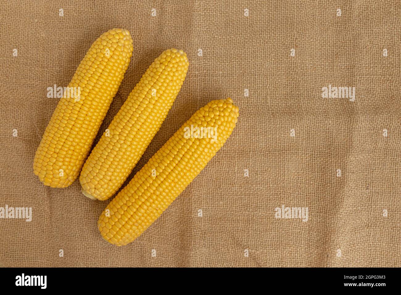 peeled yellow raw corn cobs on sackcloth with empty space for text, top ...