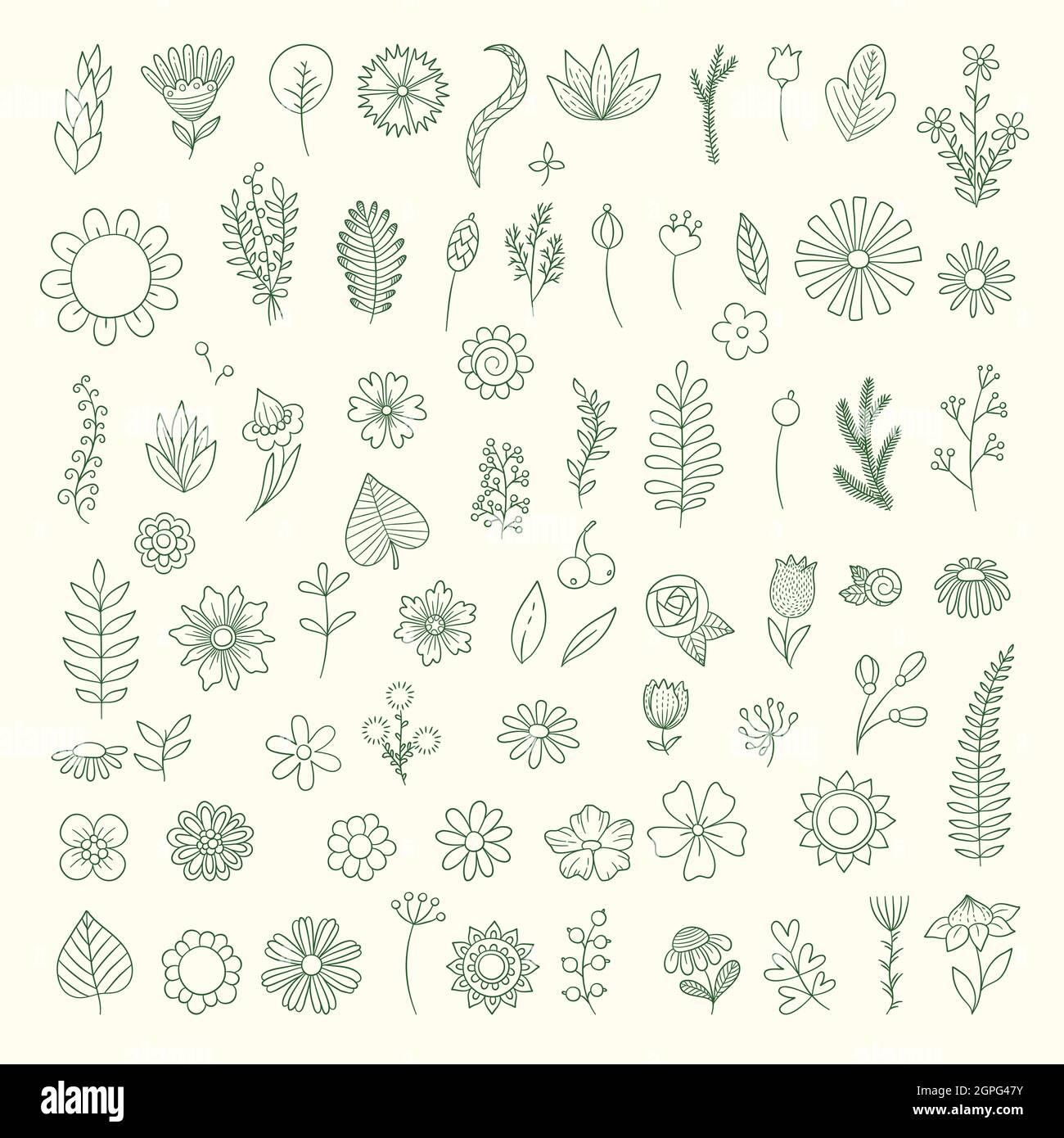 Flowers drawn. Minimalistic bouquet organic flowers leaves branches ...