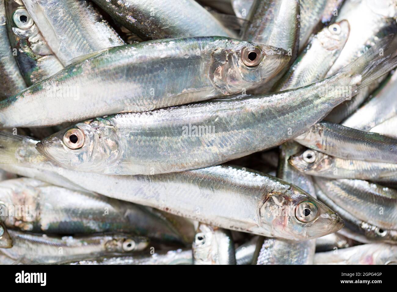 Fresh, raw sprats, Sprattus sprattus, caught in Lyme Bay Dorset. Sprats ...