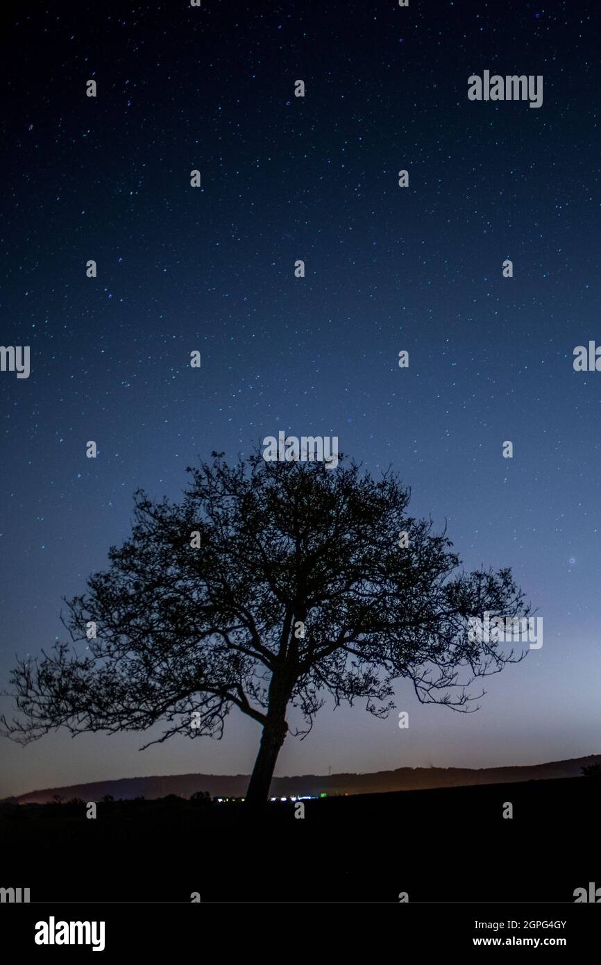 Tree under a starry night Stock Photo - Alamy